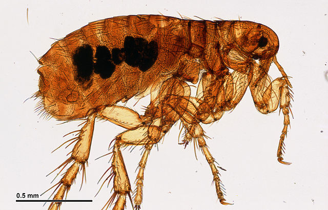 Fleas vs. Bed Bugs: What's the Difference? - Blog | TPS