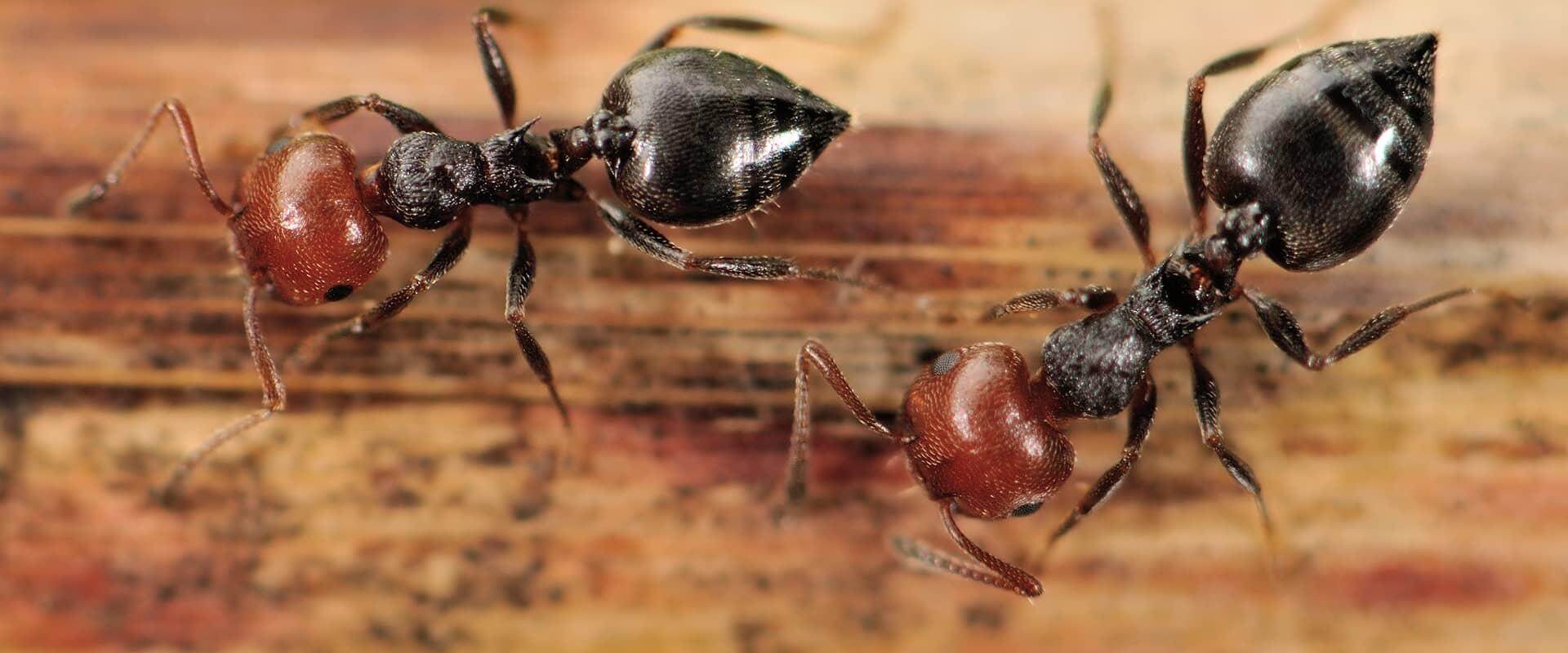 Learn More About Acrobat Ants and How to Prevent Infestation