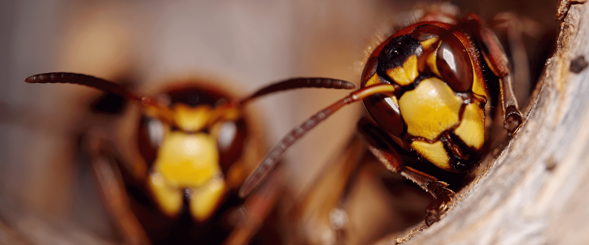 A Guide To North Carolina's Stinging Insects
