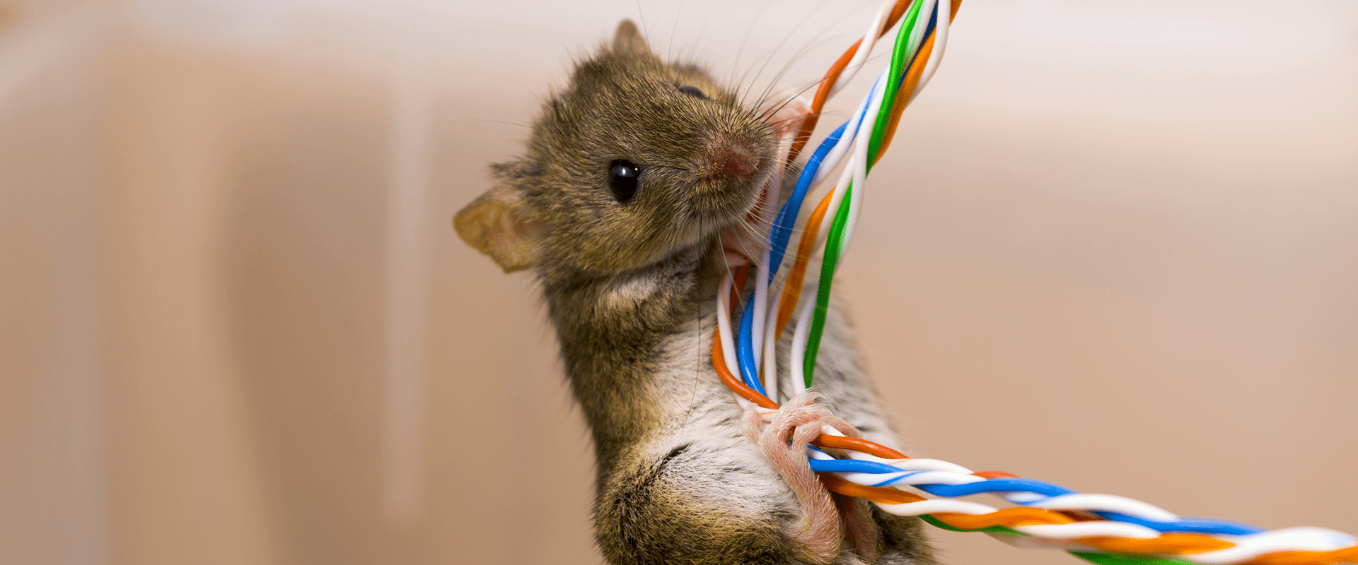 House Mouse Identification And Control Guide