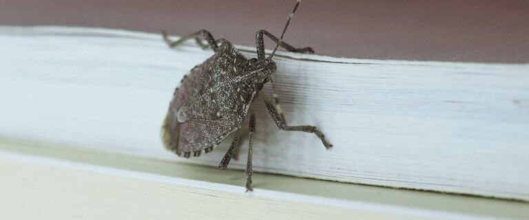 Identifying Stink Bugs and How to Prevent Infestation