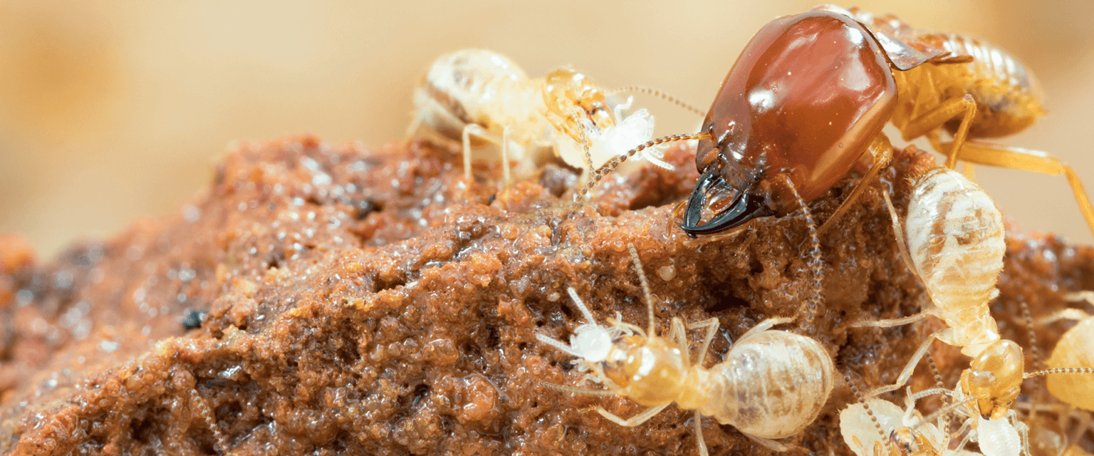 Eastern Subterranean Termite Identification Guide From A-1