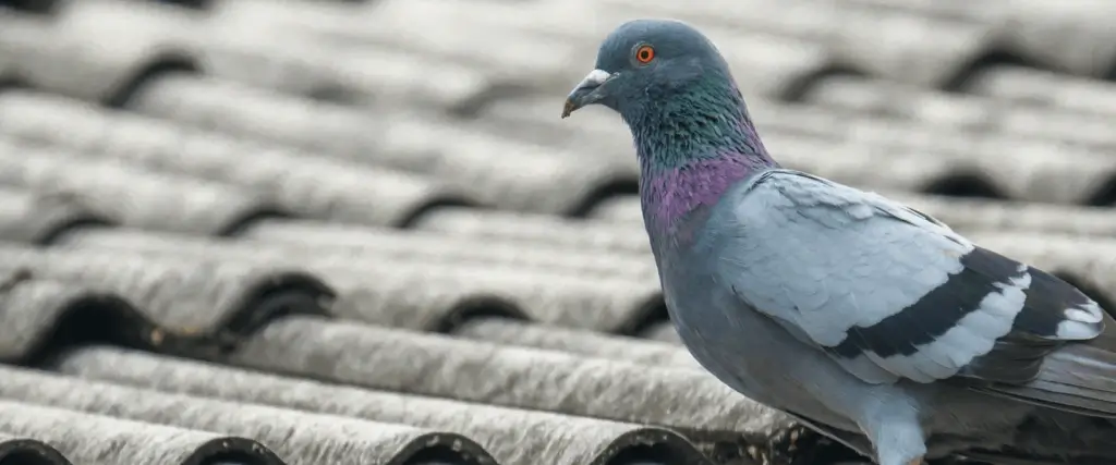 Pest Bird Identification | Starlings, Sparrows, Pigeons