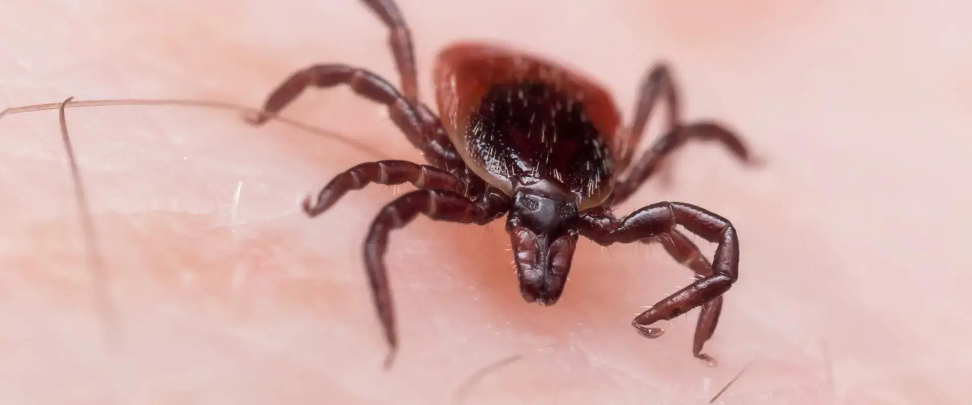 Tick Prevention in North Carolina | Tick Control for Yards