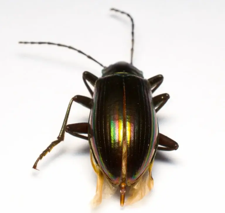 Insect Identification | North Carolina Pest Library