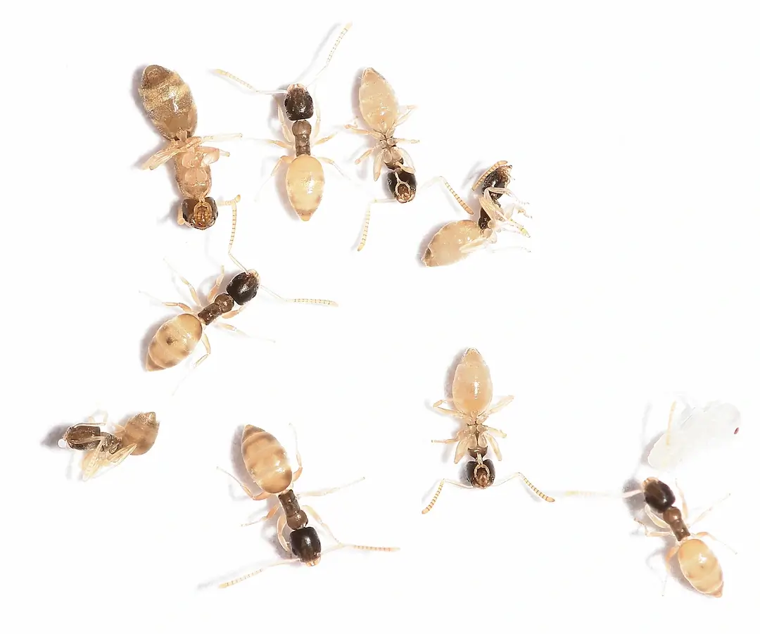Ghost Ants in North Carolina | A-1 Bug Identifier
