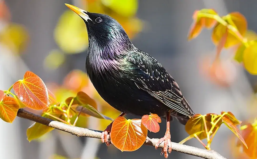 Deterring Starlings: 5 Humane Ways to Control Starlings