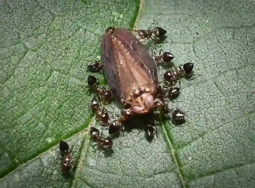 Learn More About Acrobat Ants and How to Prevent Infestation