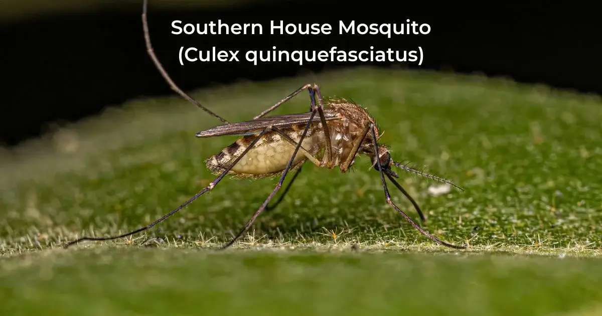 Southern House Mosquito Identification & Control